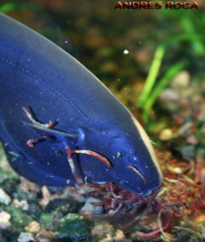 otrospeces/APTERONOTUS_ALBIFRONS/dscn0078